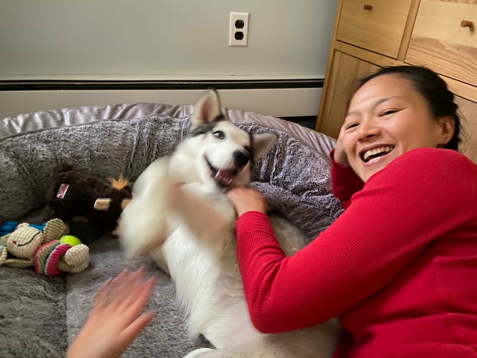 Abby – Animal Haven